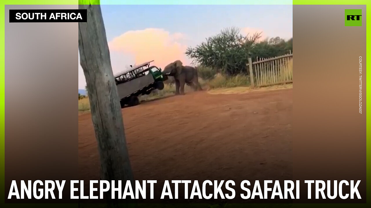 Angry elephant attacks safari truck Angry elephant attacks safari truck