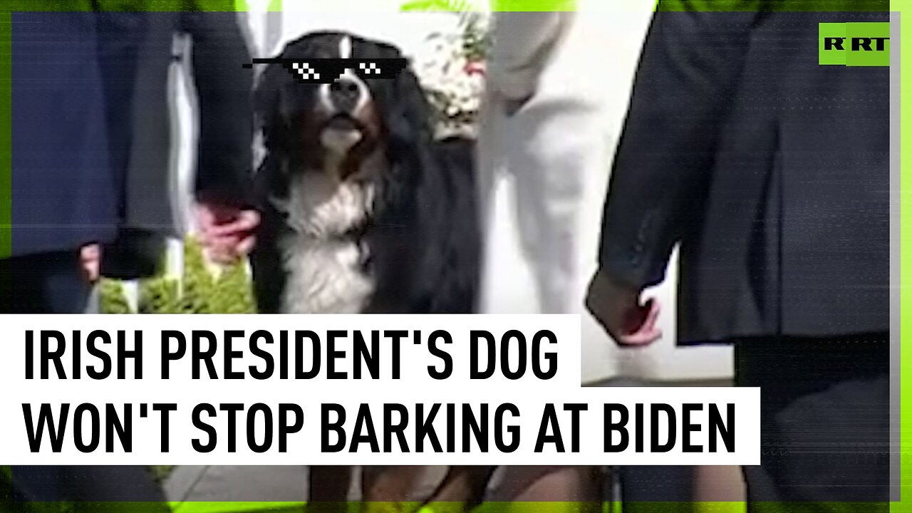 Irish President’s dog won’t stop barking at Biden Irish President’s dog won’t stop barking at Biden